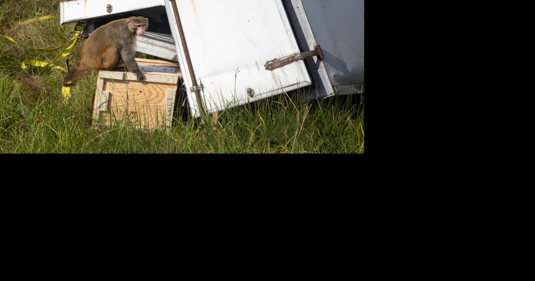 Diseased monkeys on the loose | News | leader-call.com