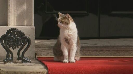 Paw patrol: Larry the cat marks 15 years at 10 Downing Street ...