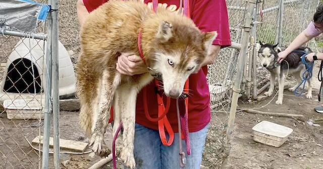 Horrific animal abuse in Soso | Free News | leader-call.com