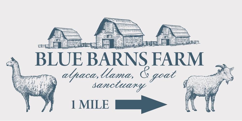 ‘Goat people’ adding alpacas to menagerie on Stringer farm | Lifestyles ...