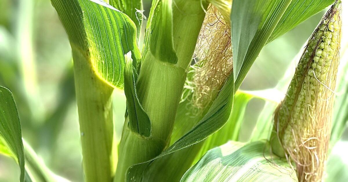 Paved and corn-fused | Lifestyles | leader-call.com