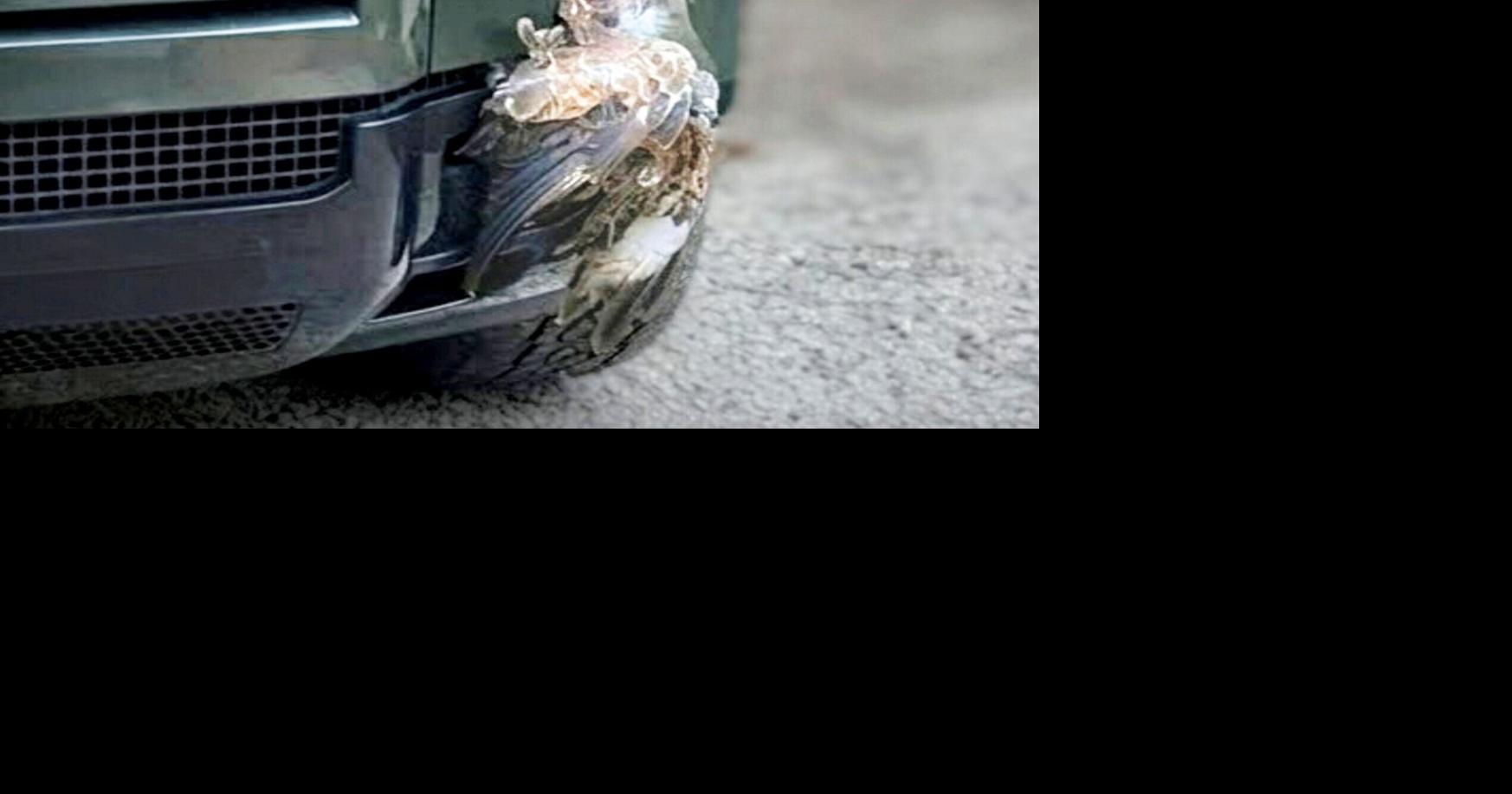 Buzzard ‘lucky to be alive’ after being splatted by vehicle | National ...