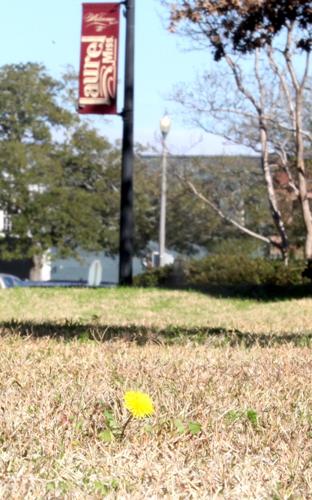 A dandy sign? | Free News | leader-call.com