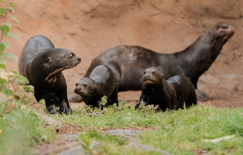 Baby otter triplets go swimming for first time | National | leader-call.com