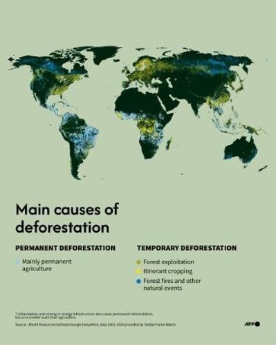 Tropical forest loss eases after record year: researchers | National ...