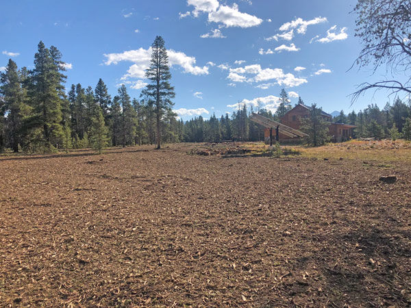 Local forest thinning projects are underway | Free Content ...