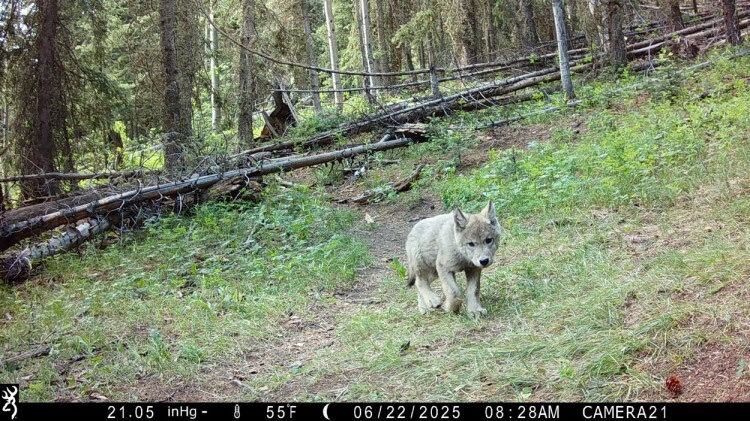 CPW releases gray wolf annual report for biological year 2025-2026 ...