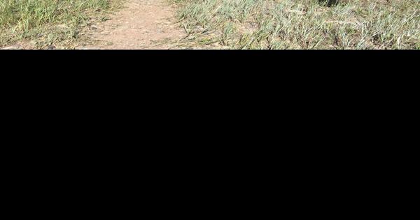 Humans, mules travel the Colorado Trail | Free Content ...