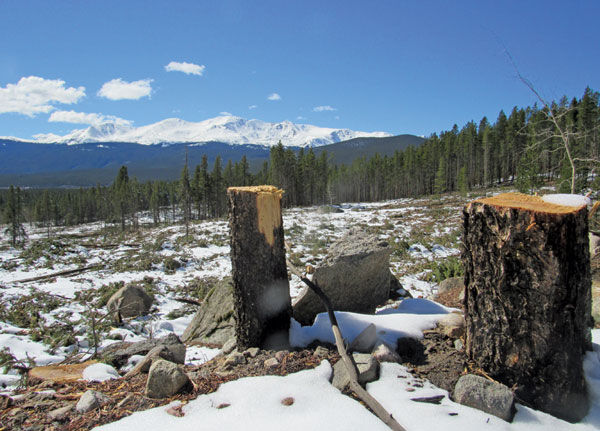 Local forest thinning projects are underway | Free Content ...