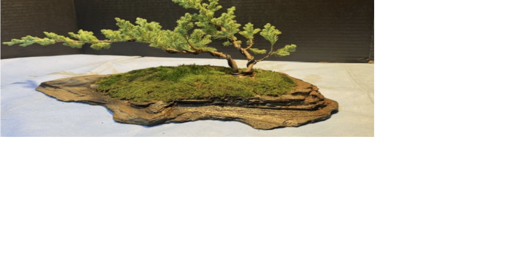 Bonsai Tree-on-slab Planting | Calendar | ledger.news