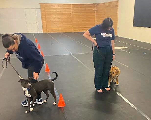 Blue Collar K9: From Rescue to Home | Roots | ledger.news