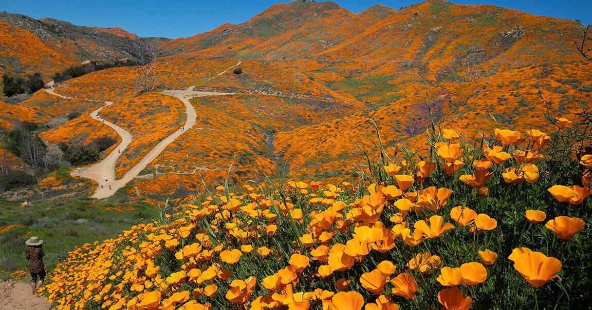 The California Poppy | Roots | ledger.news