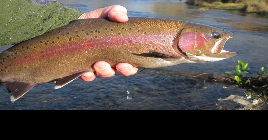 Delta Fly Fishers Mokelumne River Gathering – Saturday, January 1 | On ...