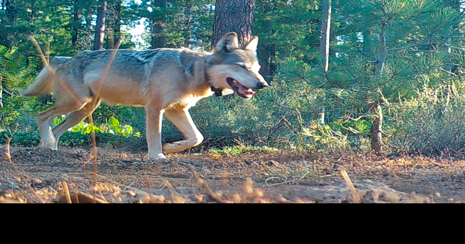 Deterrent tools topped state wolf-livestock conflict funds | | ledger.news