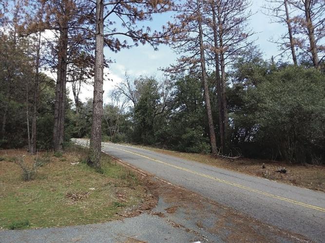 Financial Assistance Available for Dead Tree Removal | News | ledger.news