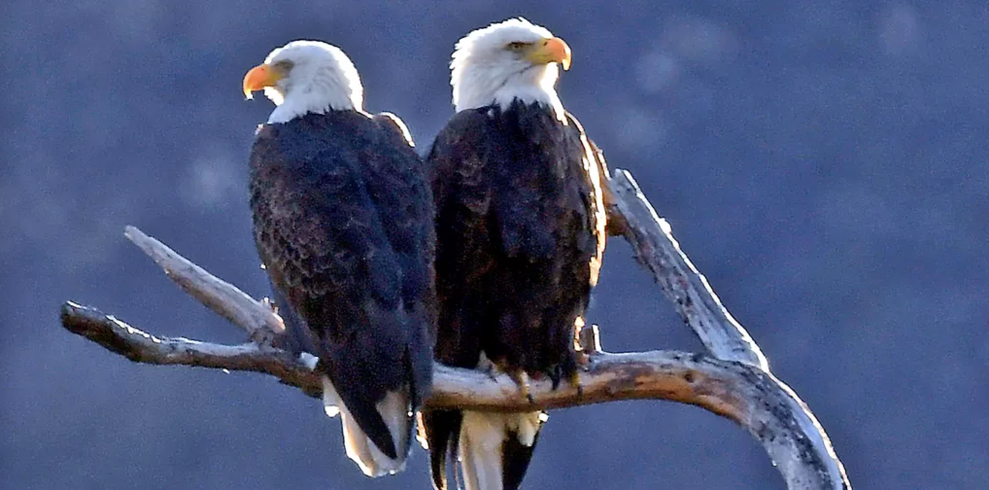 Eagle Viewing 2026 at Pardee & Camanche Reservoirs | On the Vine ...