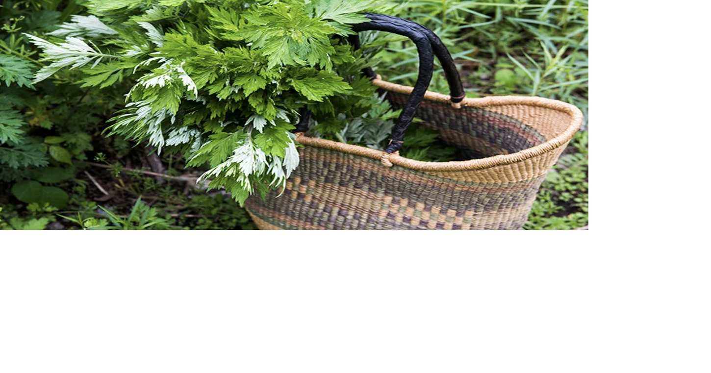 Herbal Allies: The Many Uses of Mugwort | Roots | ledger.news