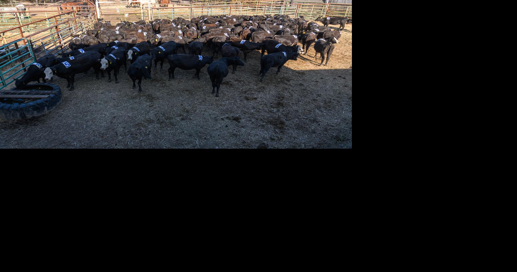 2024 Amador County Fair: Rodeo and more, Saturday, July 27 | Multimedia ...