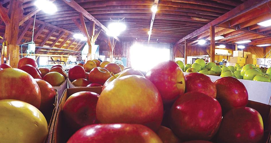Locals Celebrate Autumn at Apple Hill | News | ledger.news
