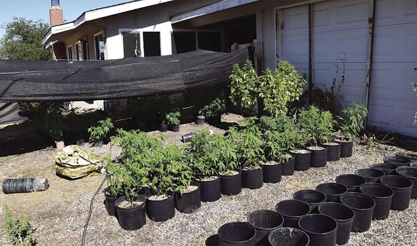 Burson Drug Bust Yields 1,000+ Marijuana Plants and more | News ...