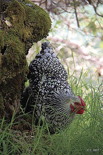 Rivers & Rhymes: Mountain Hen | Roots | ledger.news