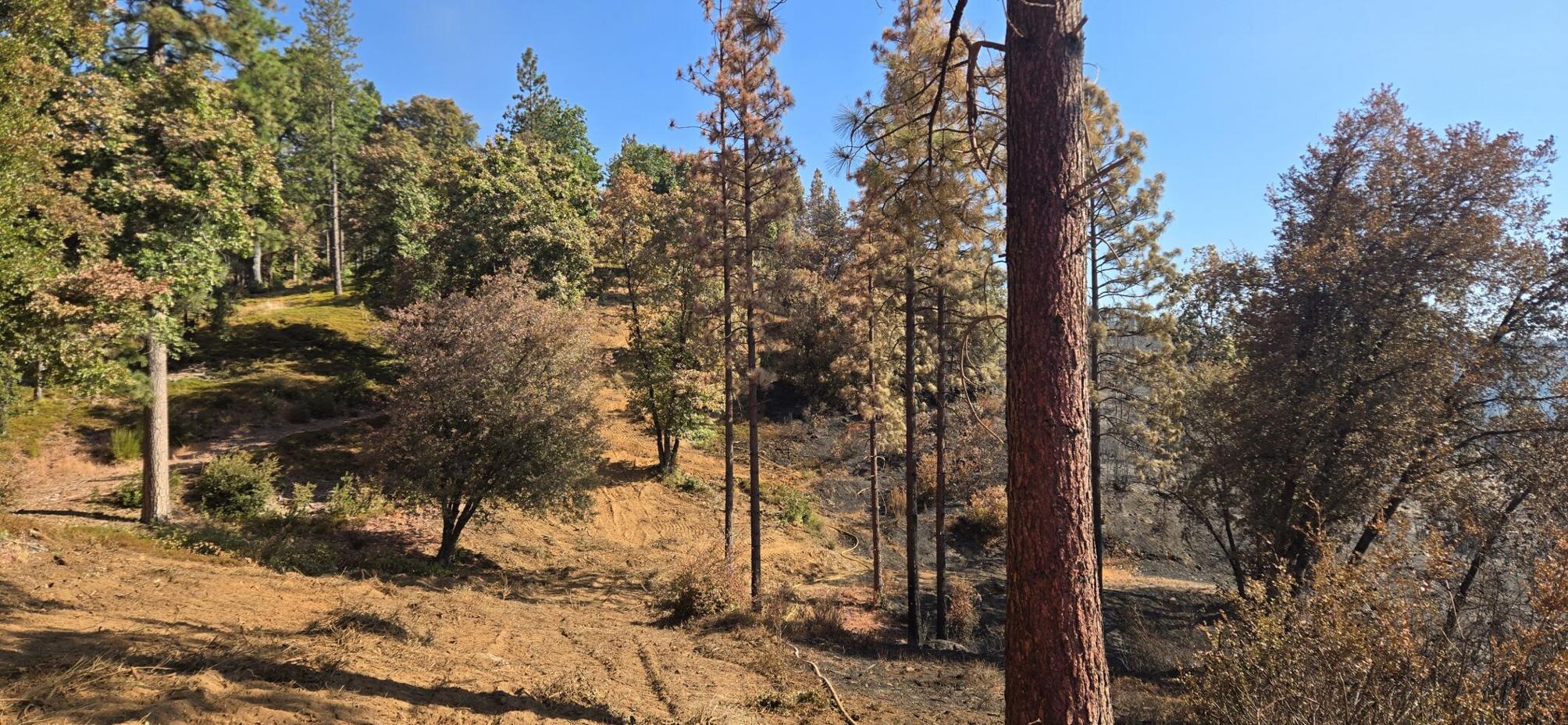 Fuel break assists in containment of Tiger Fire | News | ledger.news