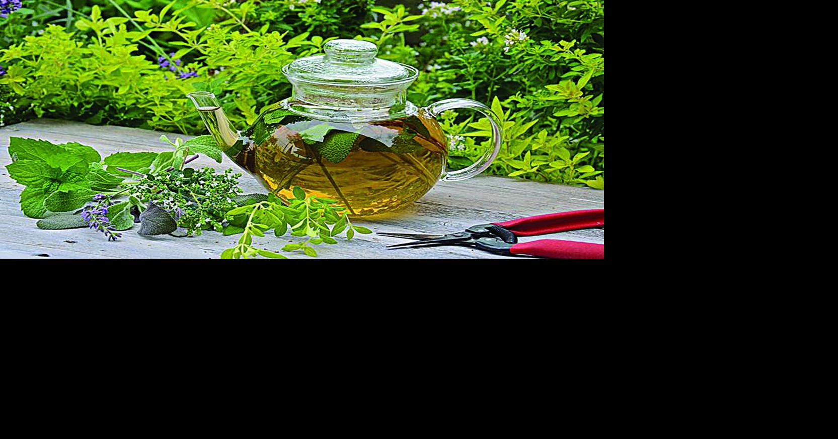 Herbal Allies: A Tea for the Times | On the Vine | ledger.news