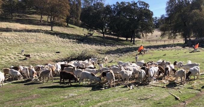 A Goat-Darn Good Thanksgiving | Roots | ledger.news