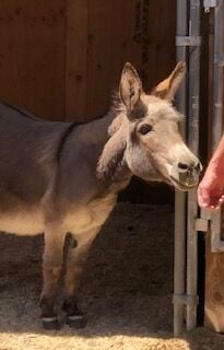 Living in Mountain Lion Territory | Roots | ledger.news