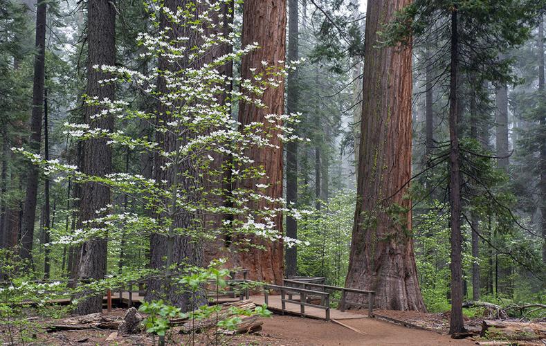 Mother Lode Book Festival & Writing Down the Trees Events — May 3 & 4 ...