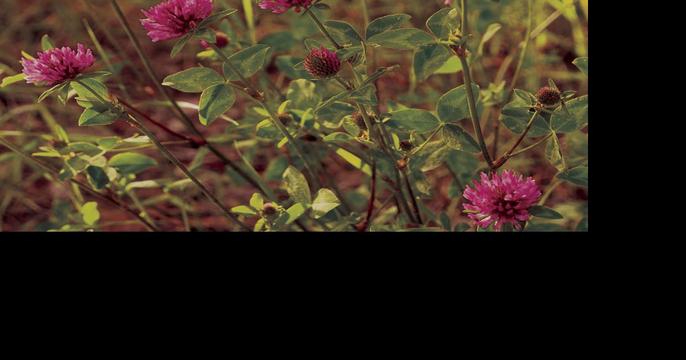 Rivers & Rhymes—Red Clover | Roots | ledger.news