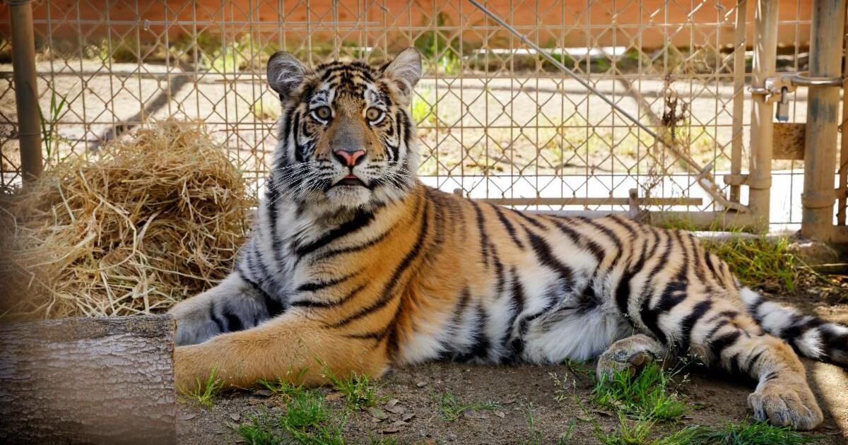 Confiscated tiger cub with severe bone disease finds home at PAWS ...