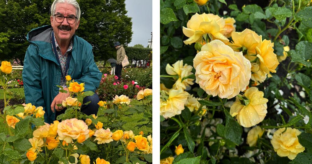 World Famous Rose Hybridizer Tom Carruth at Local Rose Society ...