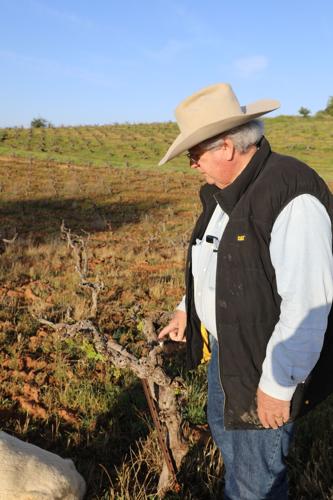 Historic freeze strikes a crushing blow to local crops at ‘worst ...