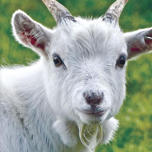 Rivers & Rhymes: The Cow Girl and Her Goats | Roots | ledger.news