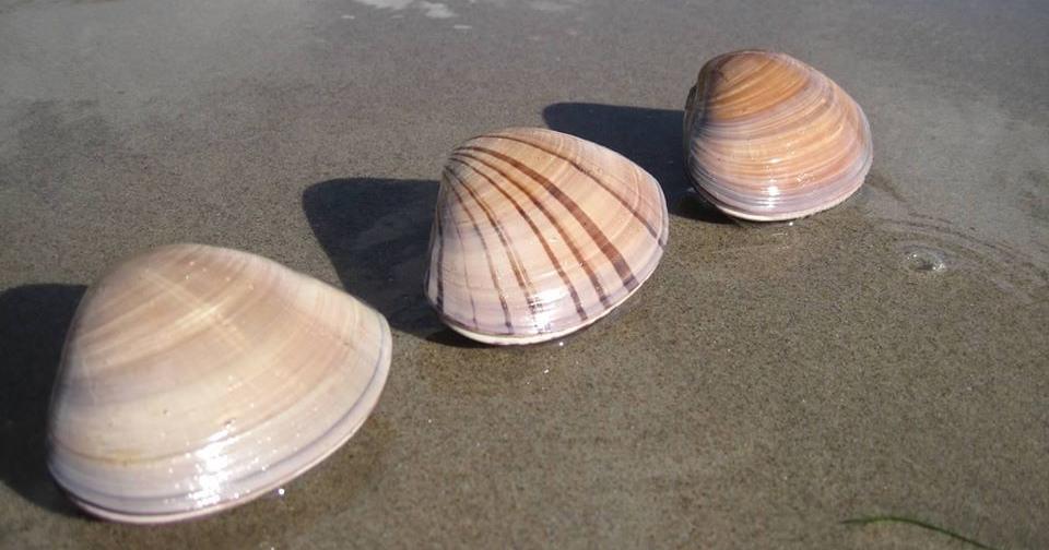 California Outdoors Q & A: The dos and don’ts of clamming | In the Game ...