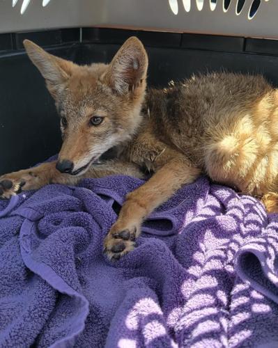 Local volunteers help rescue and restore lost coyote pup, highlighting ...