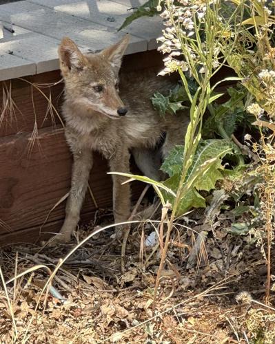 Local volunteers help rescue and restore lost coyote pup, highlighting ...