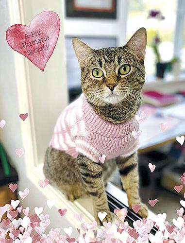 Cat Chat: Mewsings from Bubbles | Roots | ledger.news