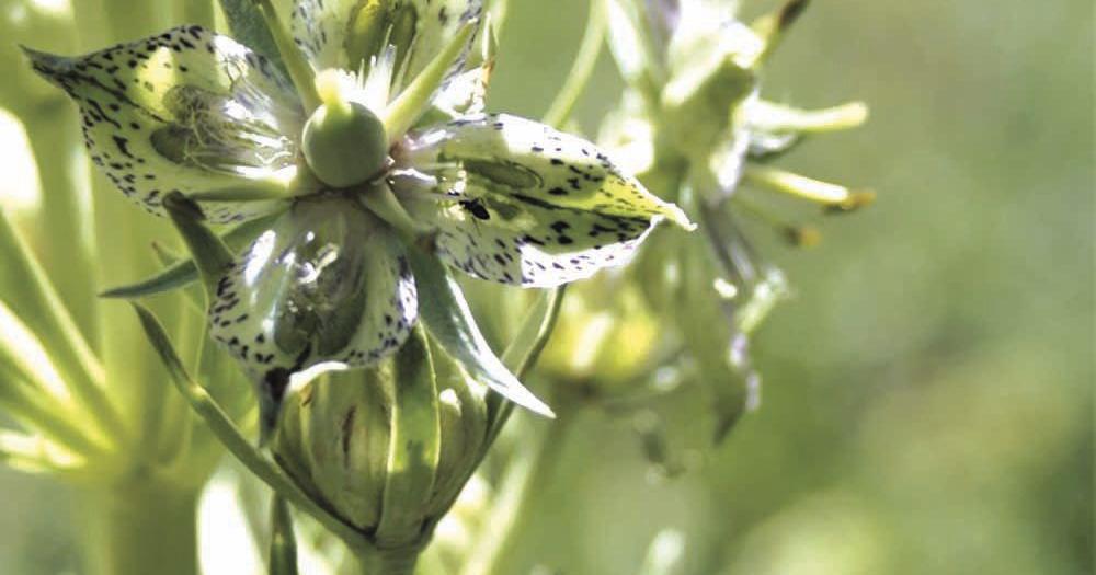 Rivers & Rhymes—Green Green, It’s Green They Say | Roots | ledger.news