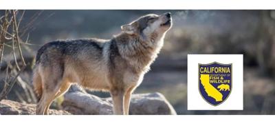 Dispersing Gray Wolf Travels from Oregon to the Central Sierra Nevada ...