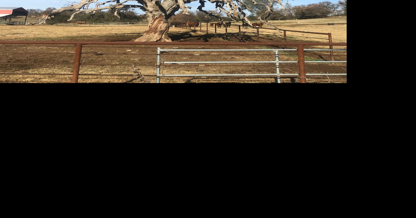 Rivers & Rhymes: The Old Oak Snag | Roots | ledger.news