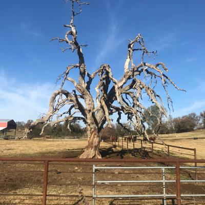 Rivers & Rhymes: The Old Oak Snag | Roots | ledger.news