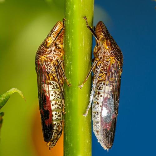 California Farm Bureau Food & Farm News — Wednesday, June 3, 2026 ...