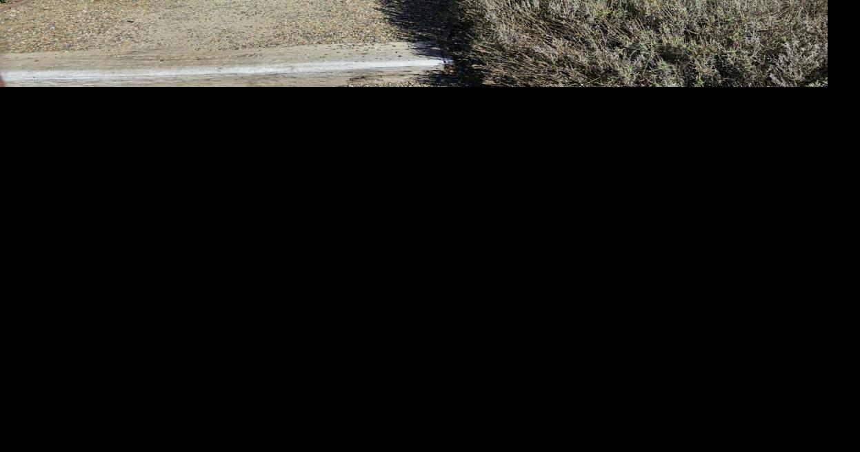 A Delicious New Business — Bistro Saechao | Roots | ledger.news