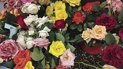 Mother Lode Rose Society Rose Show & Plant Sale | Calendar | ledger.news