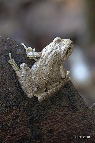 Rivers & Rhymes—Pacific Tree Frog Alone | Roots | ledger.news
