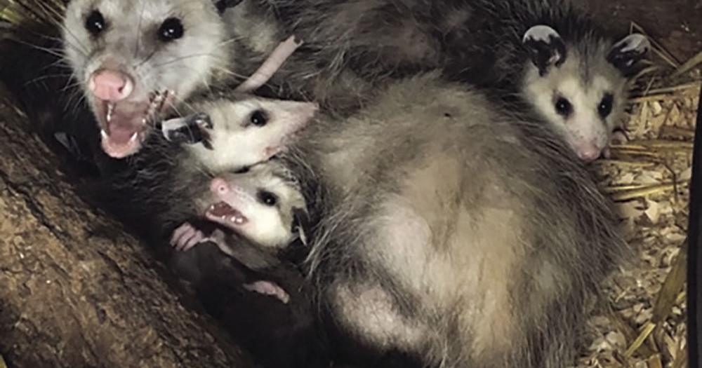 County Critters—Awesome Opossum | Roots | ledger.news
