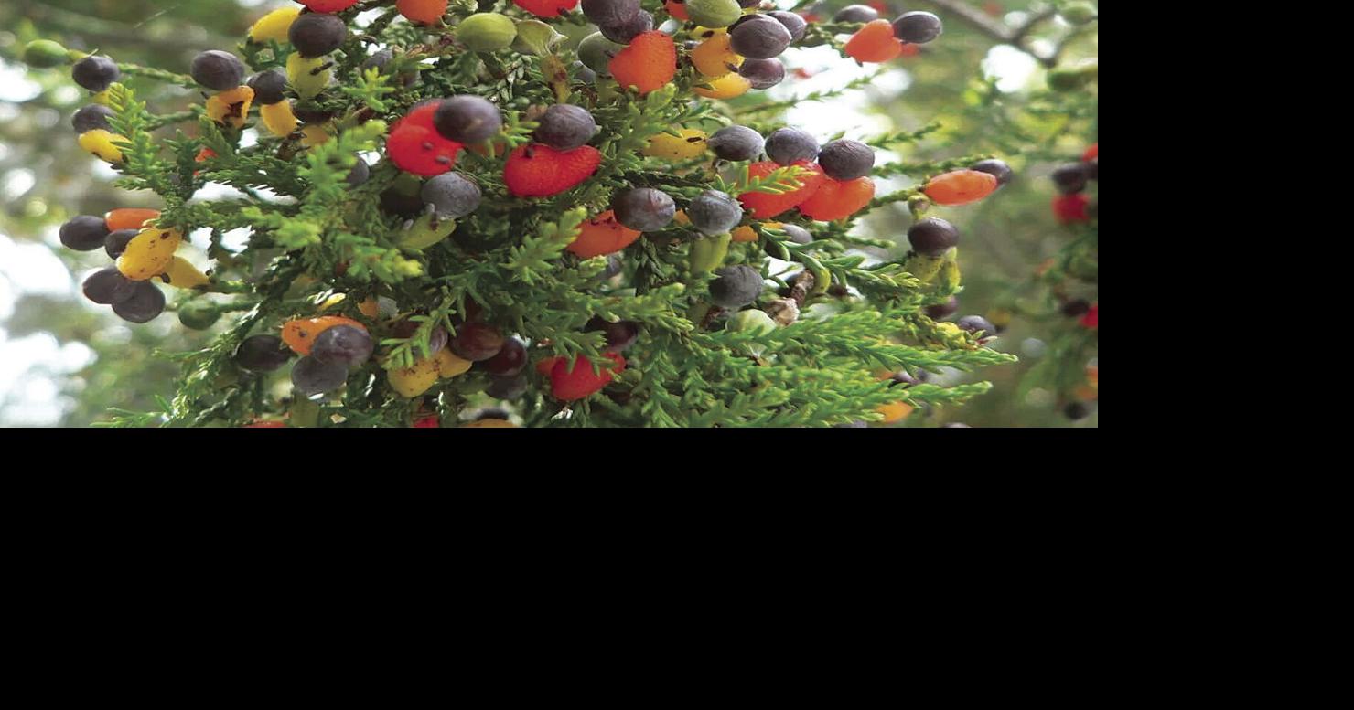 Fruit Tree Grafting and Scion Exchange — February 4, 2023 | On the Vine ...