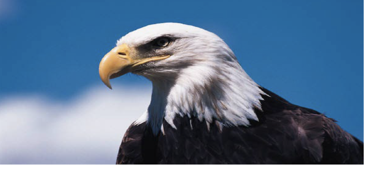 Bald Eagle | | ledger.news